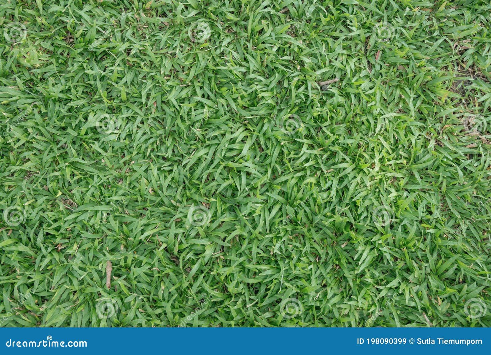 Green Grass Seamless Texture. Seamless in only Horizontal Dimension ...