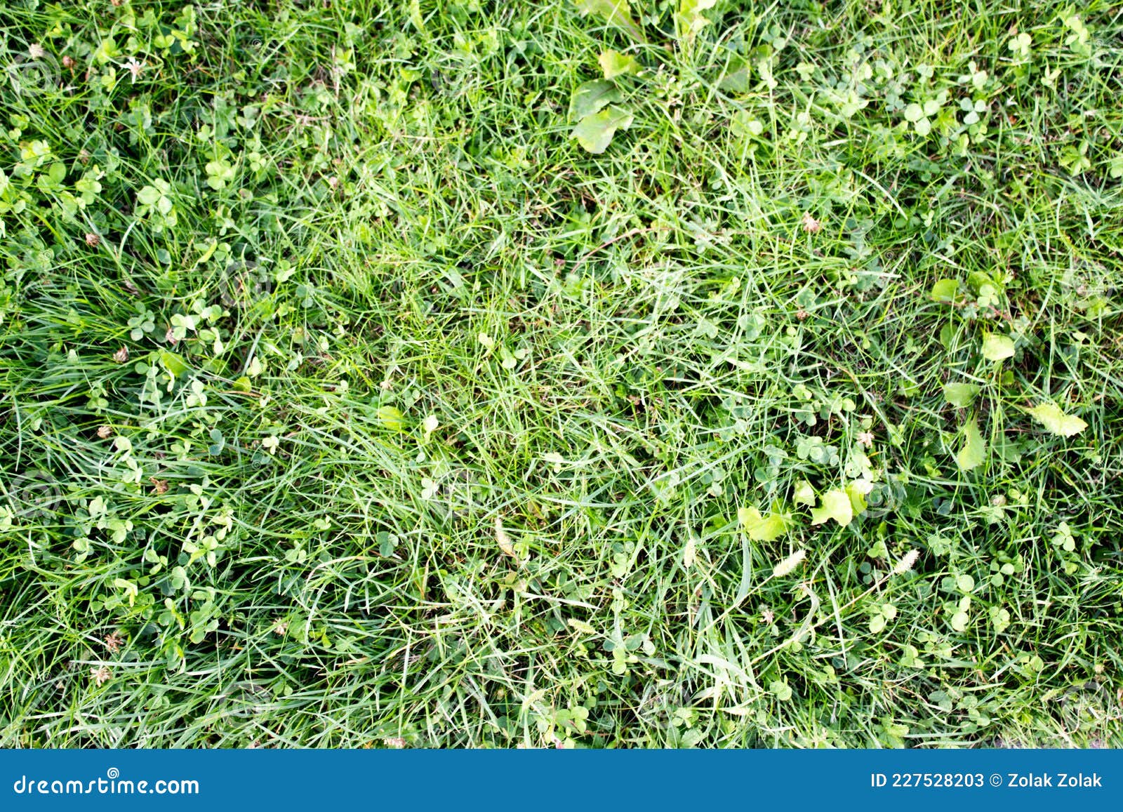 Green Grass Seamless Texture. Seamless in only Horizontal Dimension ...