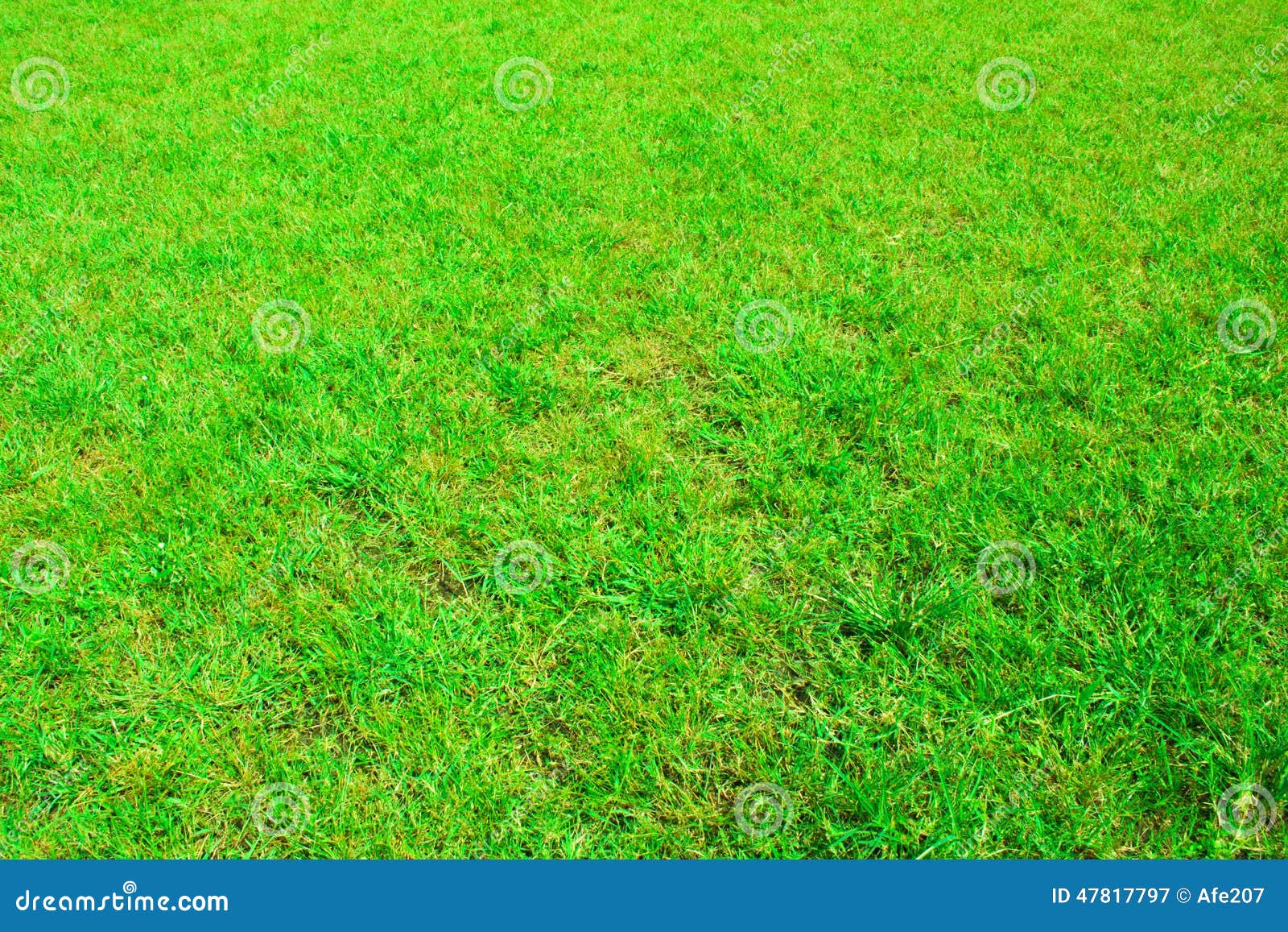 Green Grass Seamless Texture in Soccer Field Stock Image - Image of ...