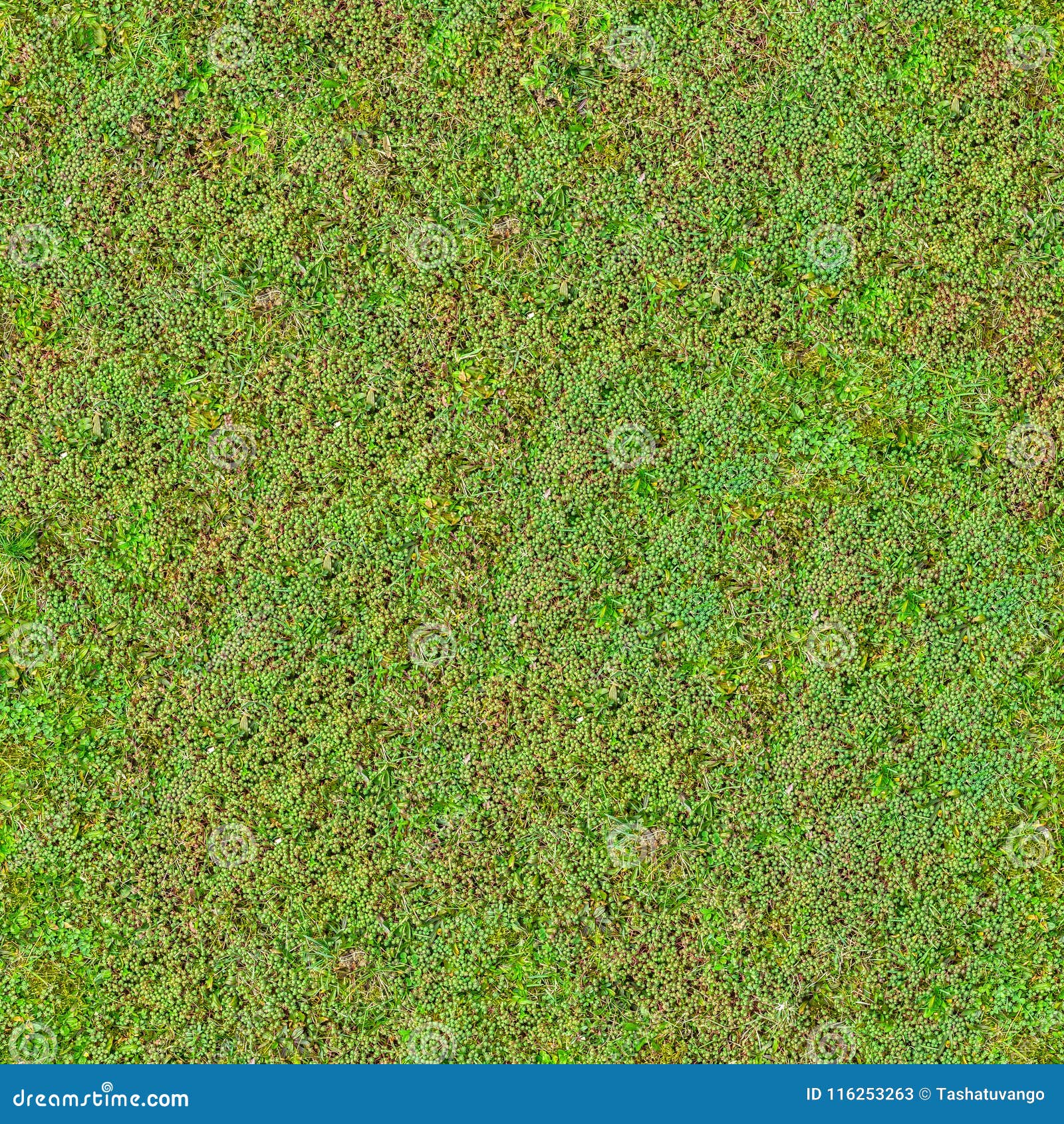 Green Grass. Seamless Tileable Texture. Stock Image - Image of lichen ...