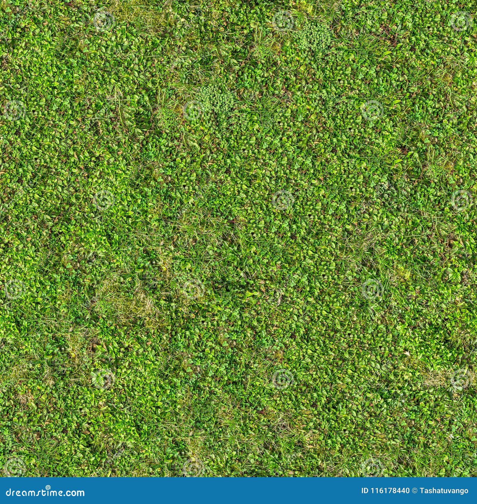 Grass texture seamless tileable with normal - fikomailer