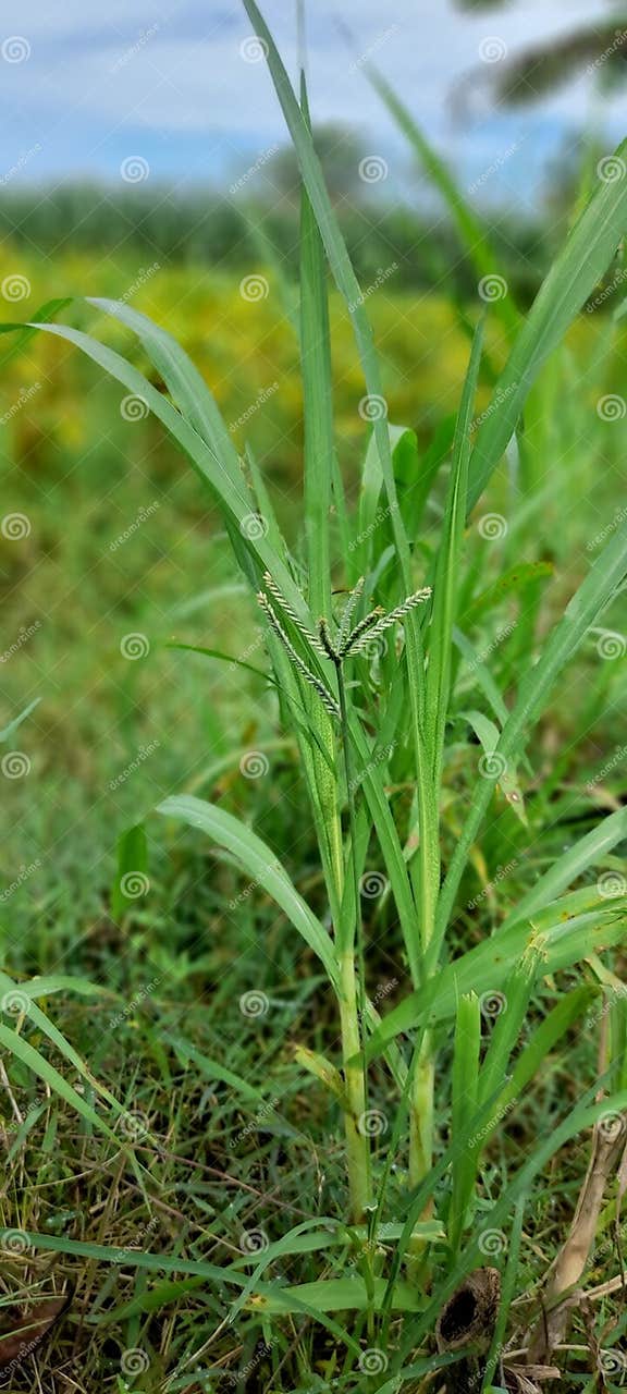 Green Grass, Sedge Grass Weeds Stock Image - Image of sedge, leaf ...