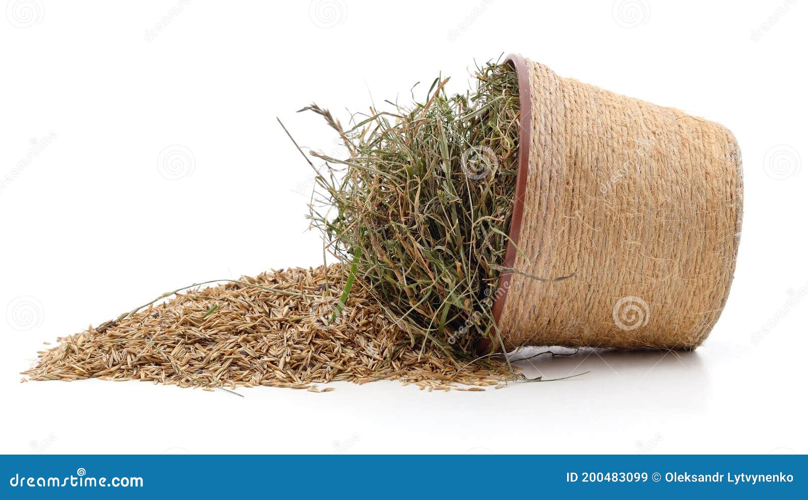 Green grass and seeds stock image. Image of organic - 200483099