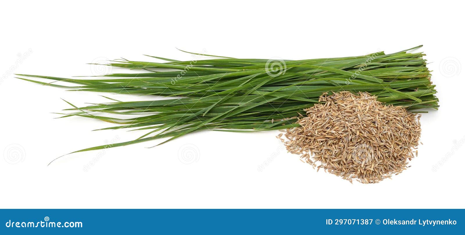 Green grass and seeds stock image. Image of grain, grass - 297071387