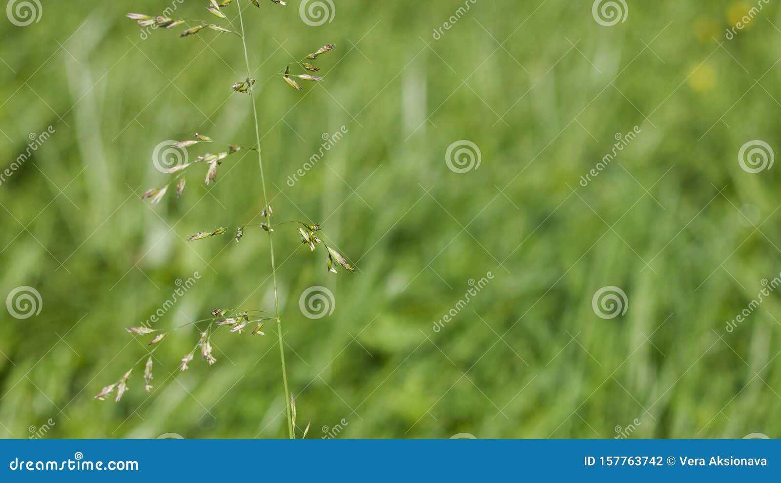 Green Grass with Seeds on the Stalk Stock Photo - Image of stalk ...