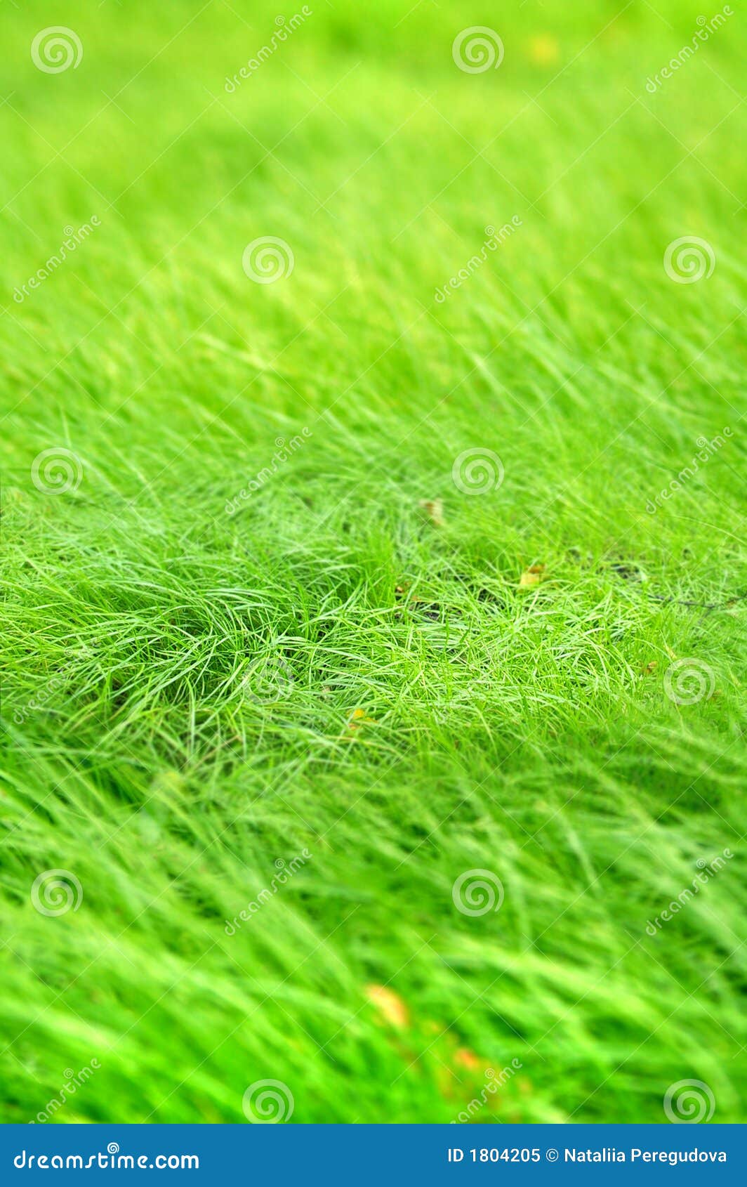 964 Shallow Overgrown Photos - Free & Royalty-Free Stock Photos from ...