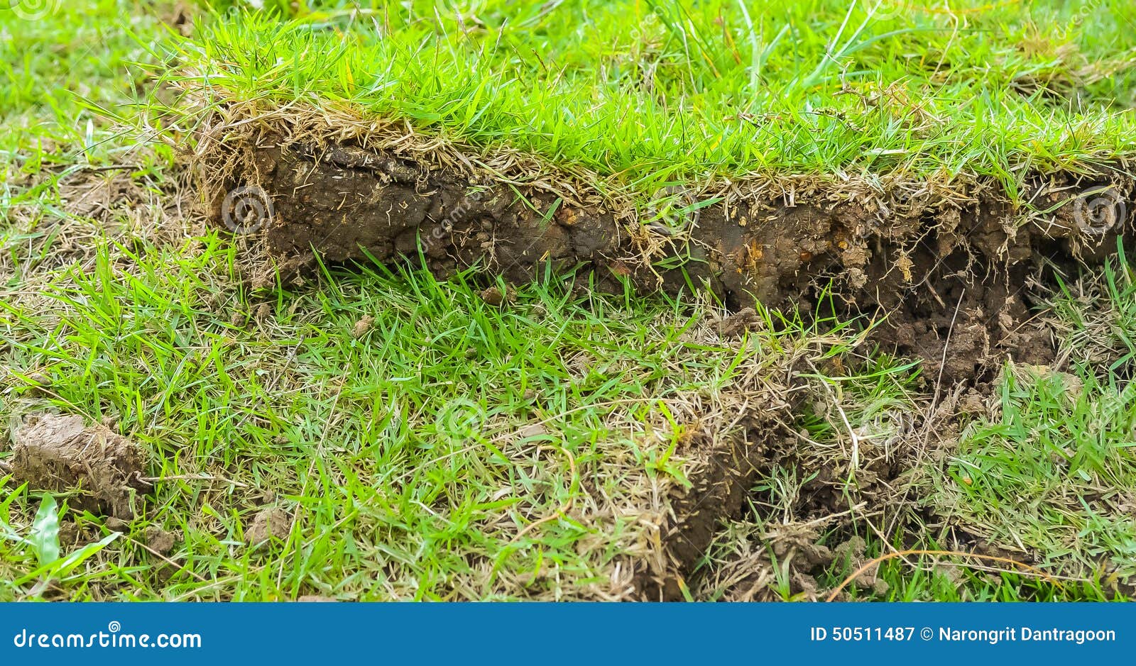 Green grass sheet stock image. Image of garden, color - 50511487
