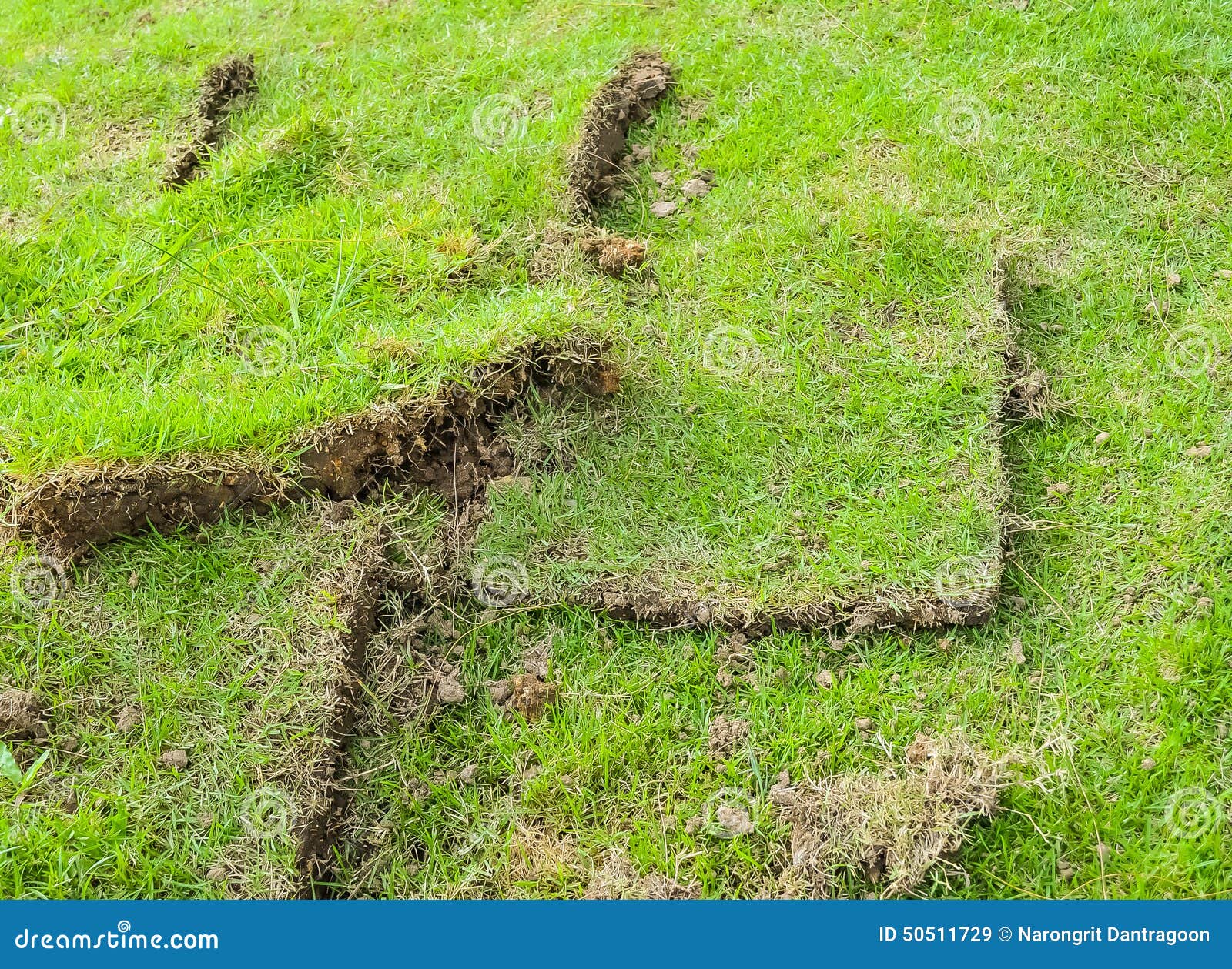 Green grass sheet stock image. Image of park, brown, natural - 50511729