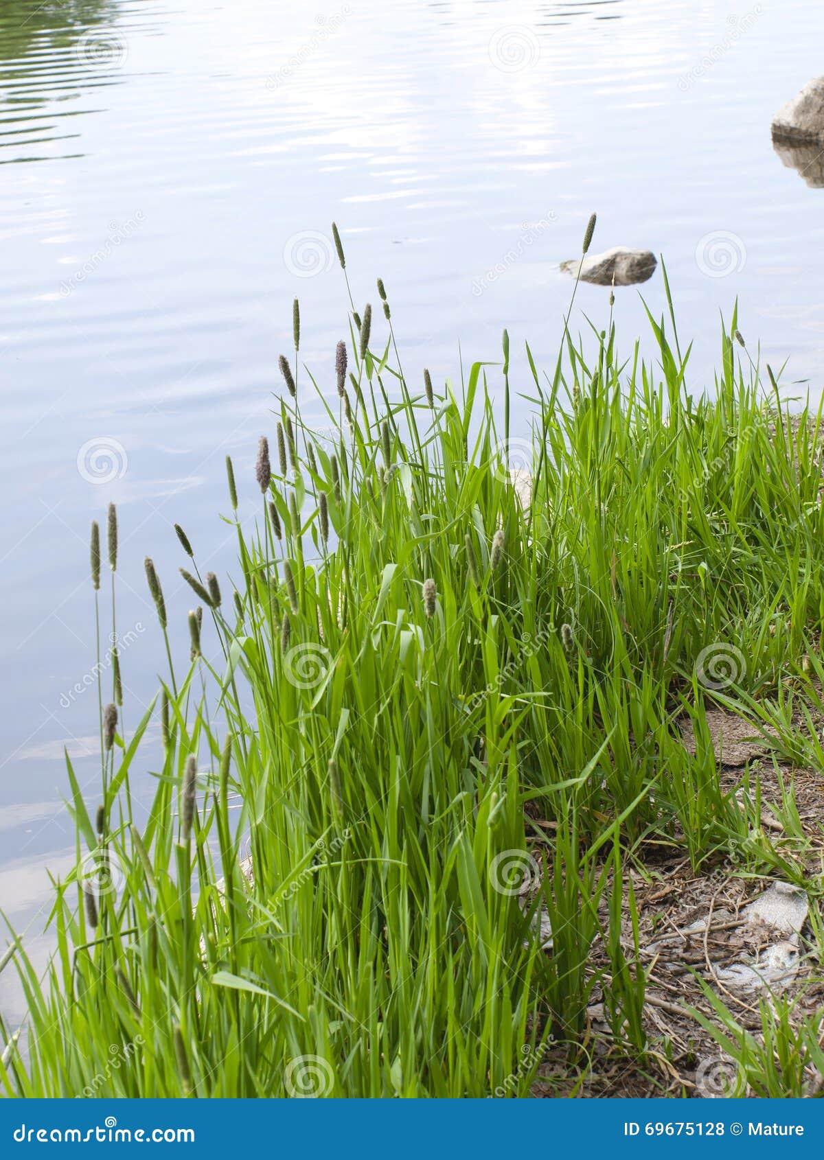Green Grass on the Shore of the Pond Stock Photo - Image of summer ...