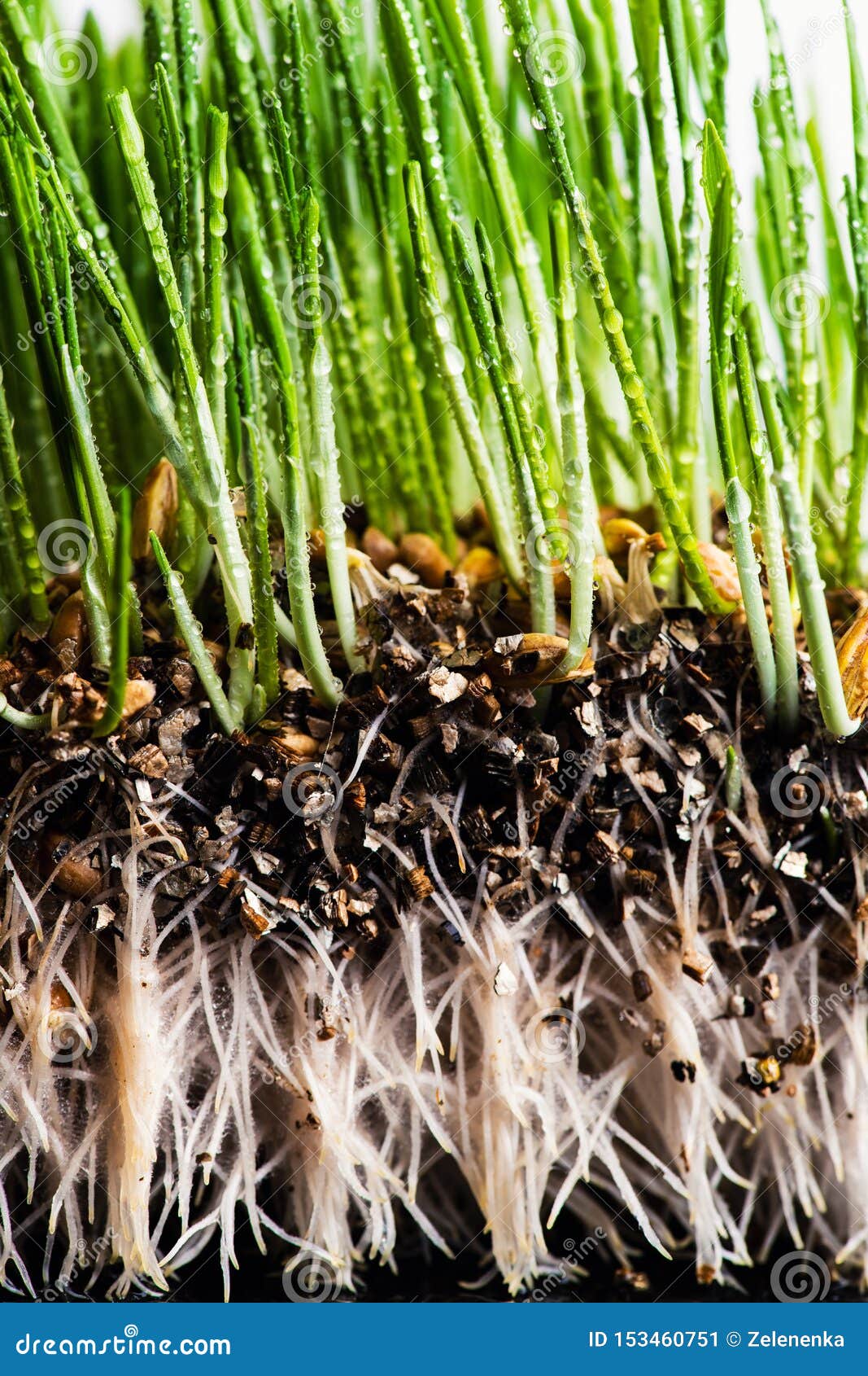 Green grass showing roots stock image. Image of organic - 153460751