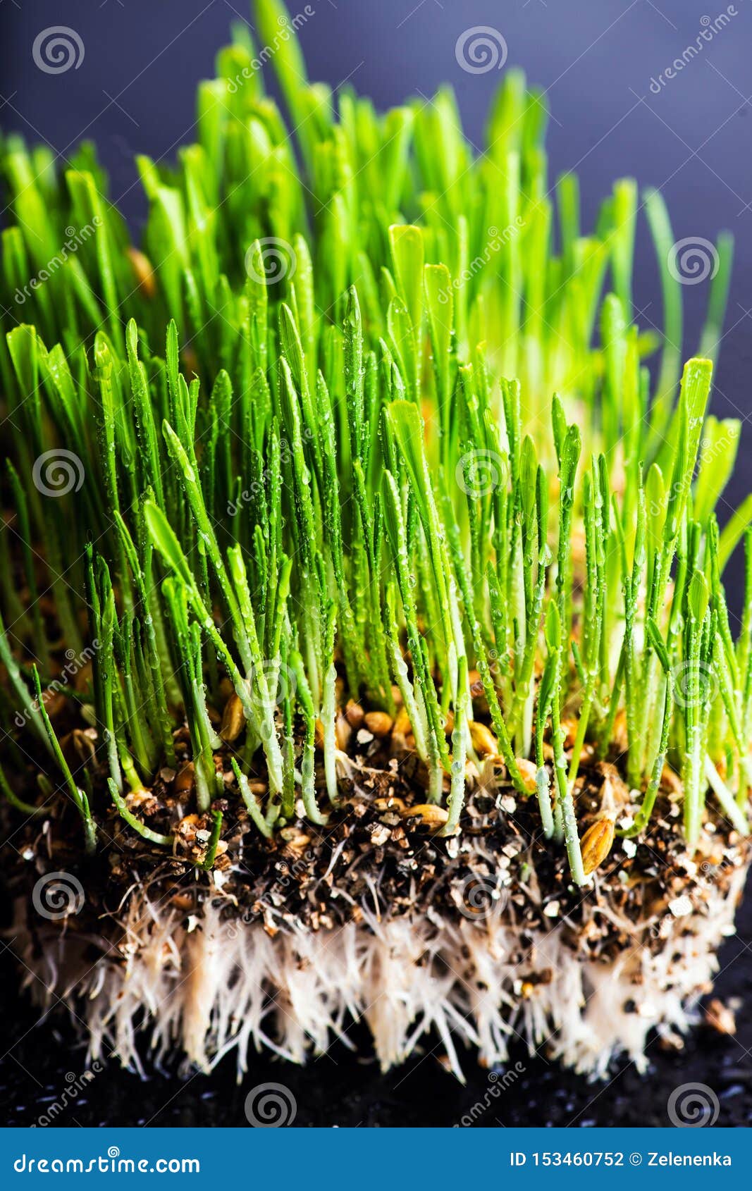 Green grass showing roots stock photo. Image of nature - 153460752