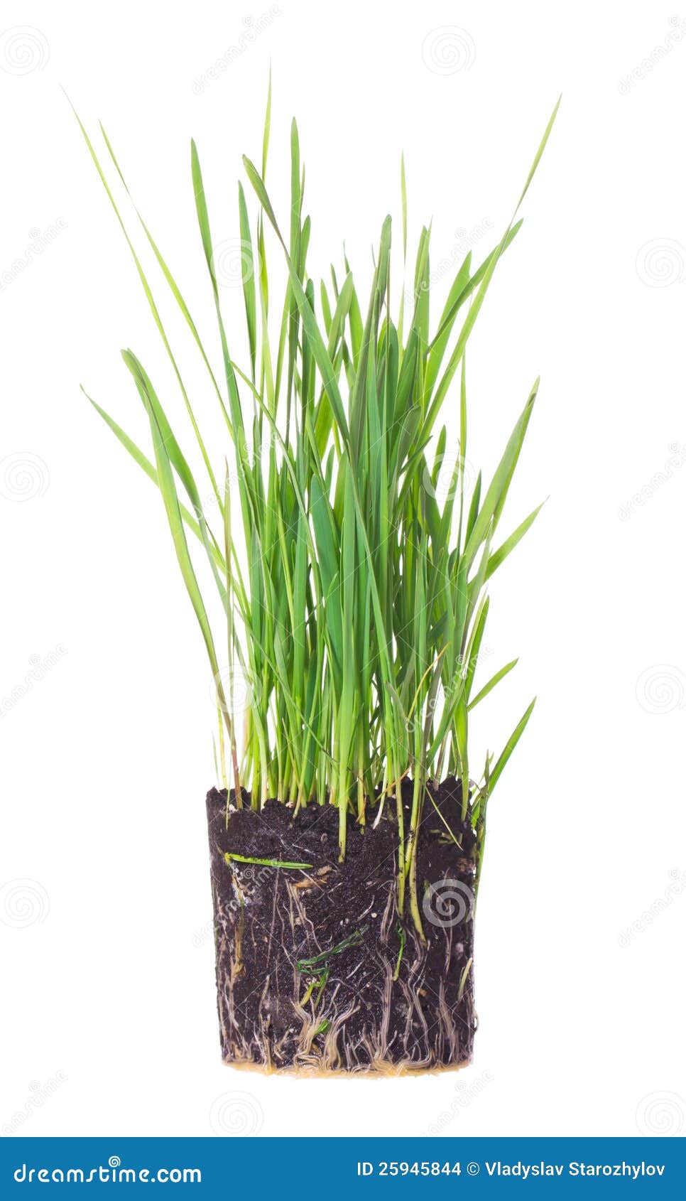 Green grass showing roots stock photo. Image of landscaped - 25945844