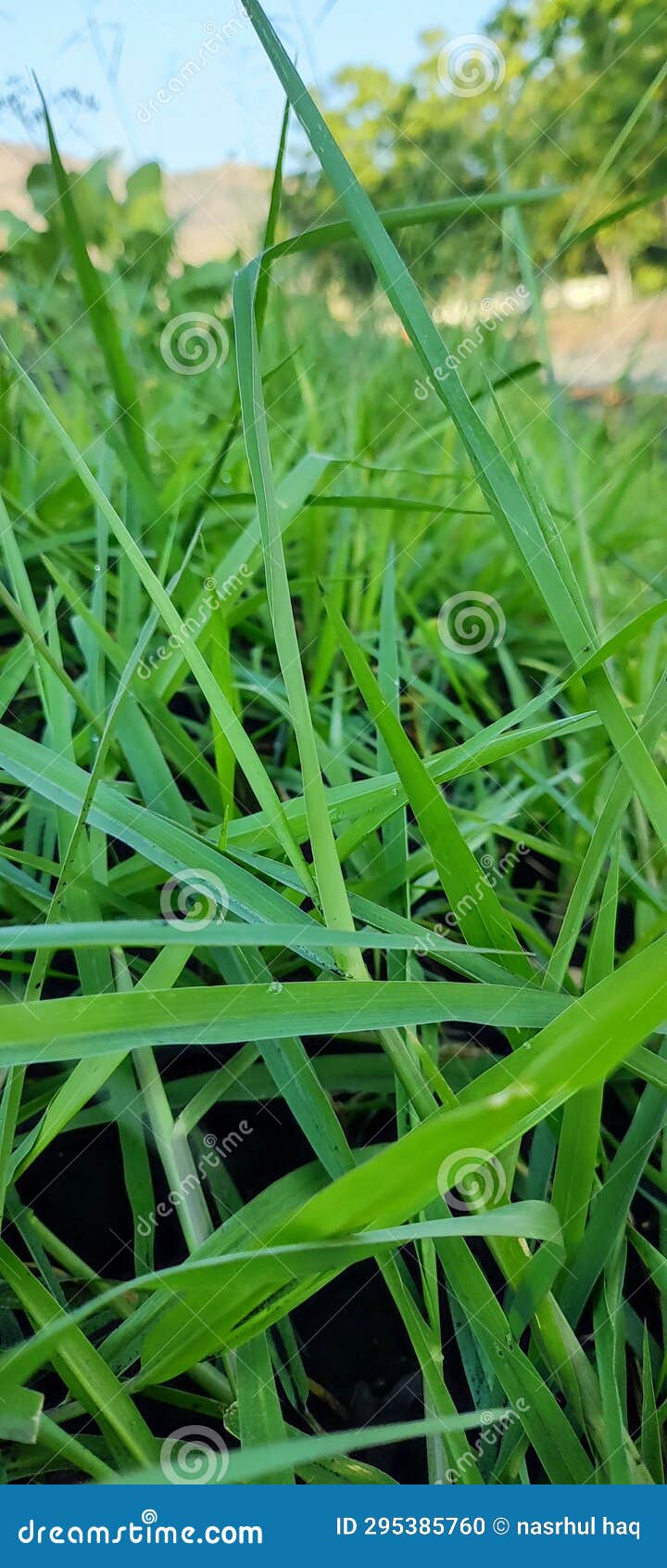 Green Grass on the Side of a Neglected Road Stock Photo - Image of ...