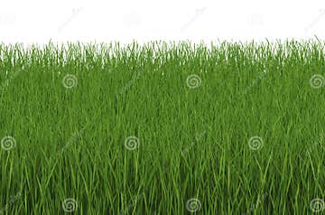 Green Grass Side View Isolated on White Stock Image - Image of grass ...