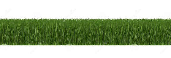 Green Grass Side View Isolated on White Stock Photo - Image of ...