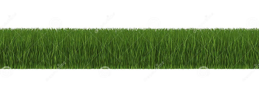Green Grass Side View Isolated on White Stock Photo - Image of ...