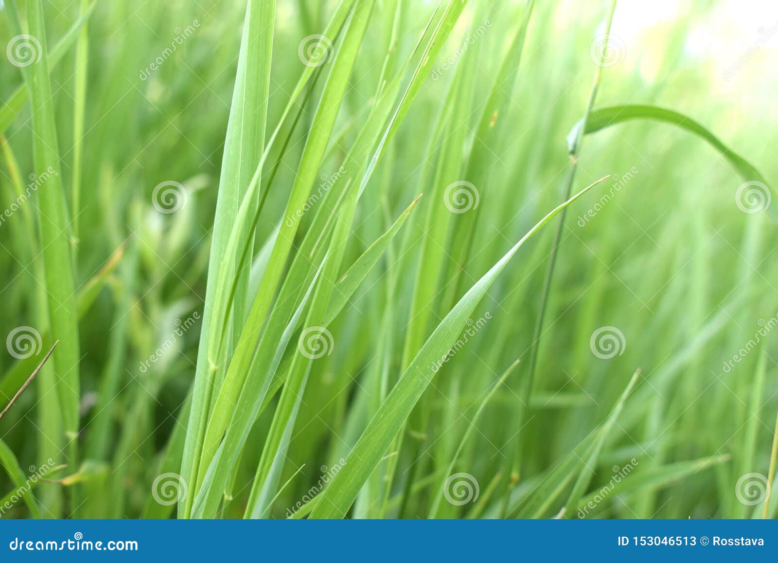 Green grass, side view stock image. Image of growth - 153046513