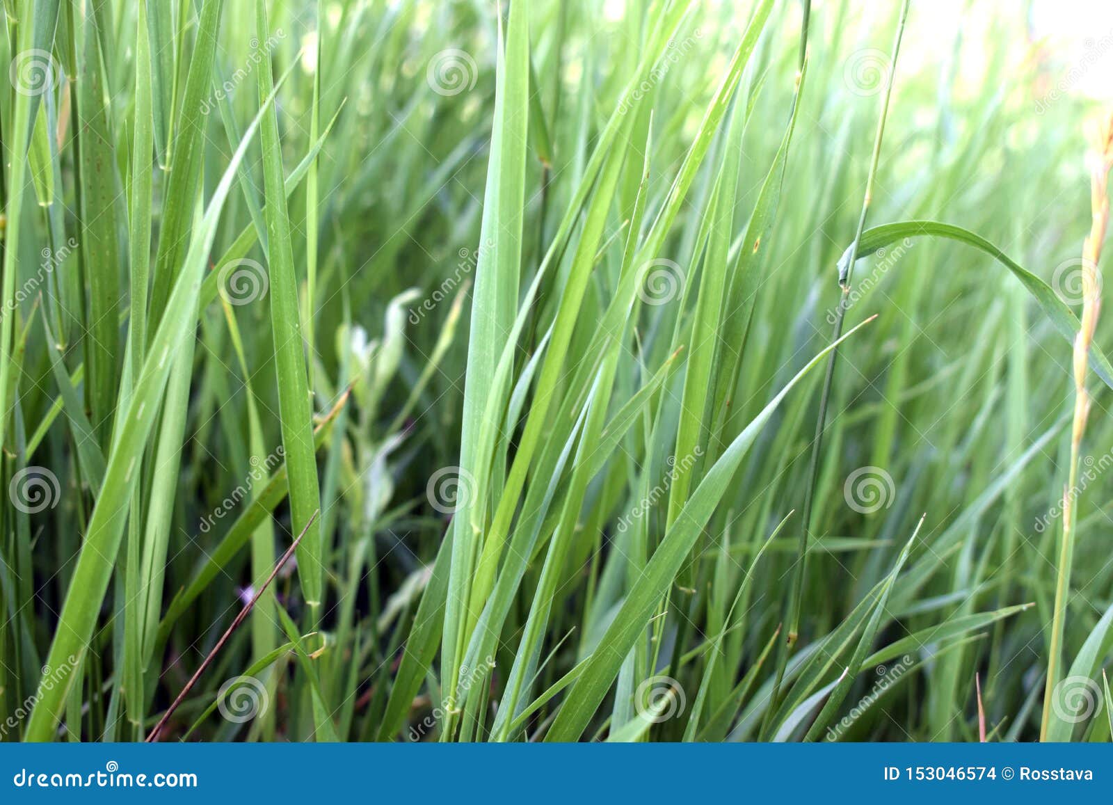 Green grass, side view stock photo. Image of field, agriculture - 153046574