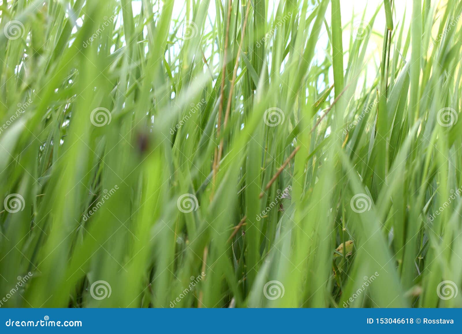 Green grass, side view stock photo. Image of garden - 153046618