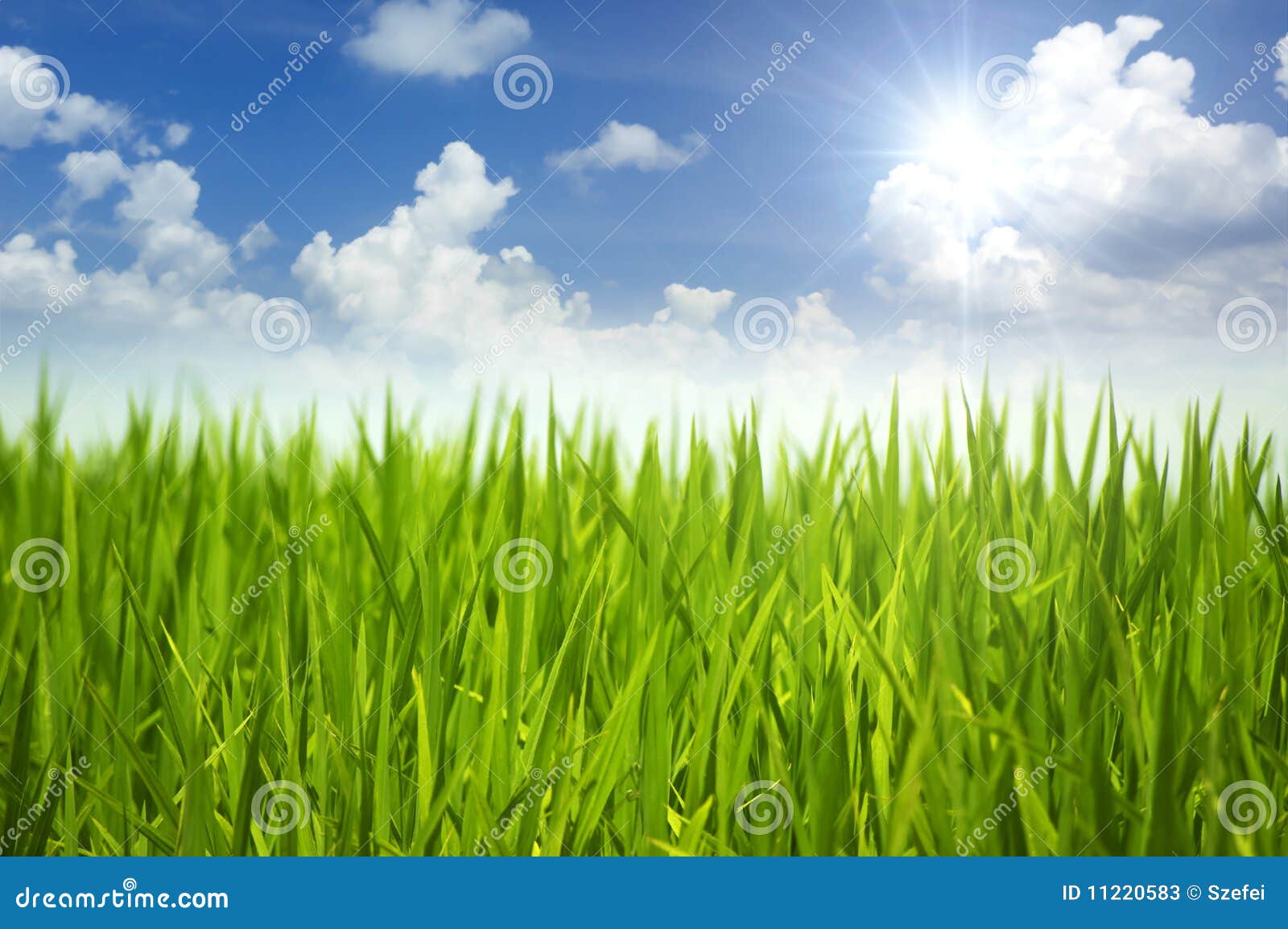 Green grass and sky stock image. Image of beam, beautiful - 11220583