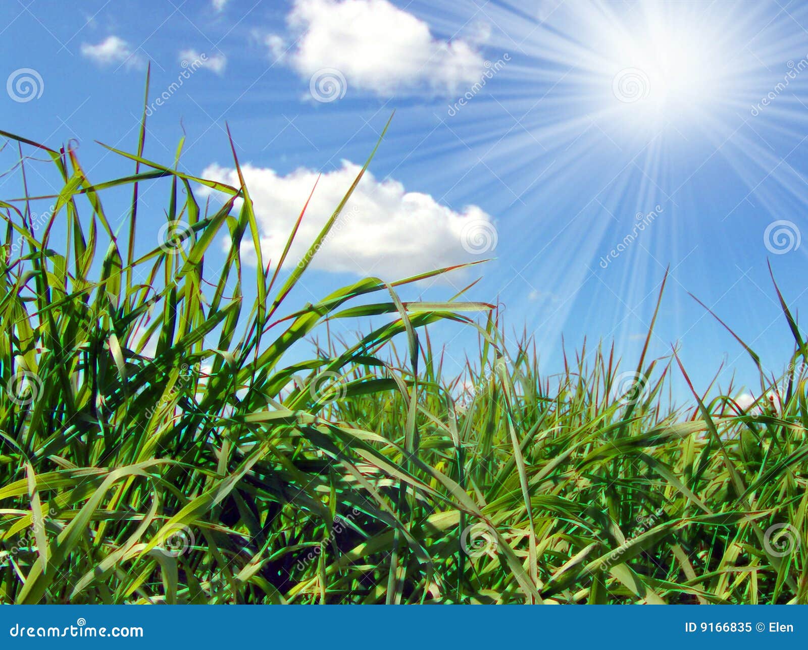 Green grass and sky stock image. Image of beauty, nature - 9166835