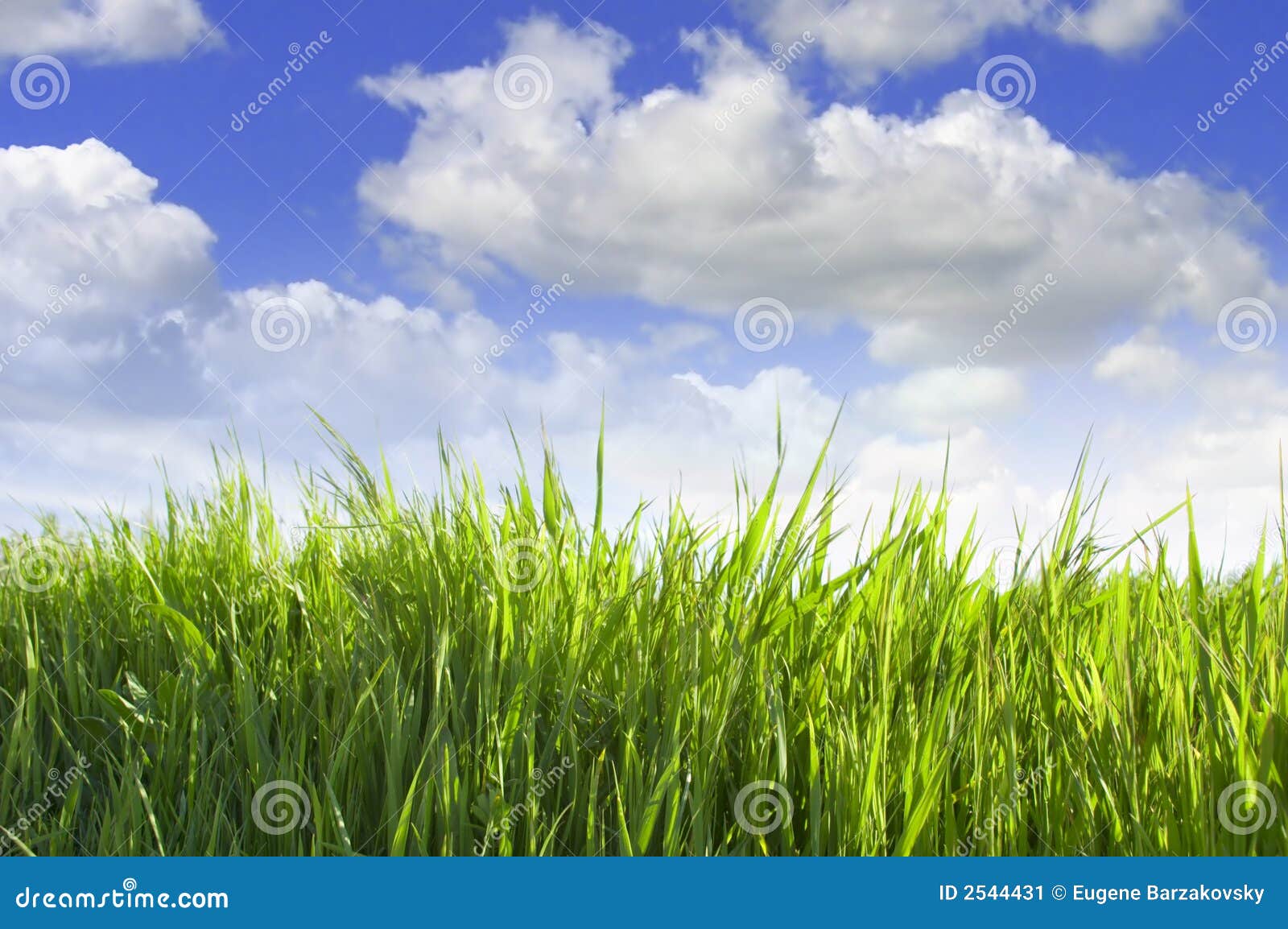 Green Grass on Sky Background Stock Image - Image of scenics, lawn: 2544431