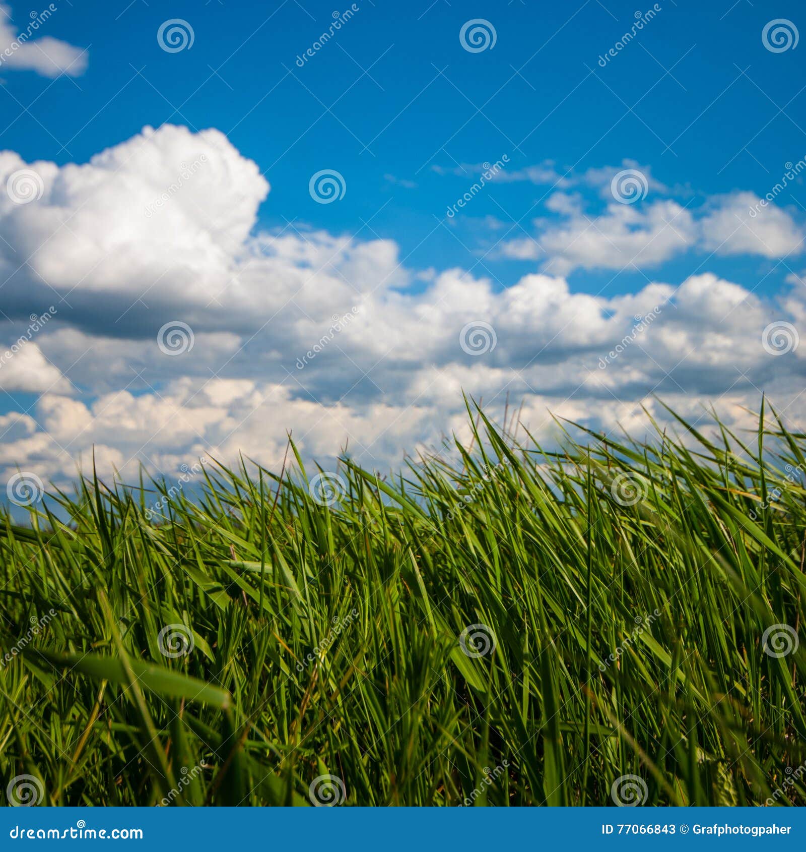 Green grass sky and clouds stock image. Image of plain - 77066843