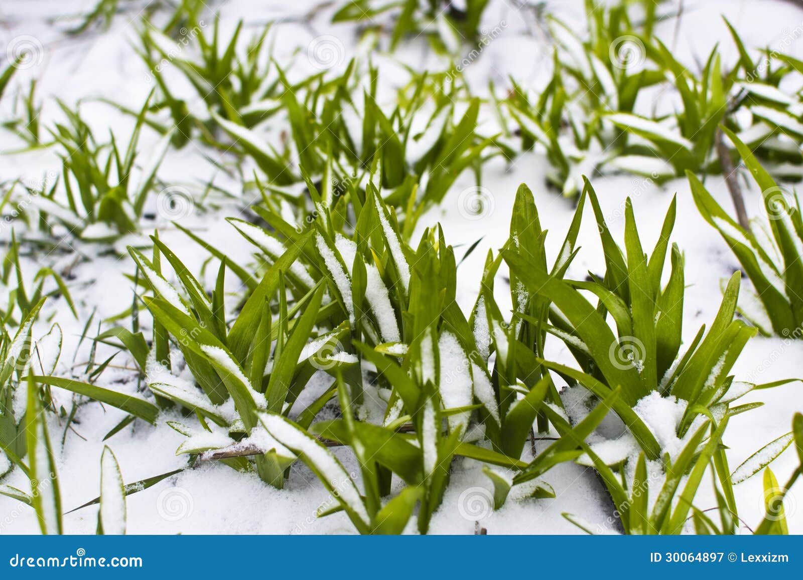 Green grass stock image. Image of plant, beauty, snowcovered - 30064897