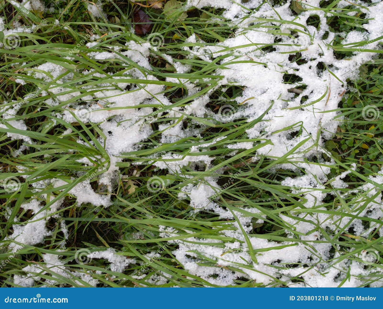 Green grass and snow stock photo. Image of winter, weather - 203801218