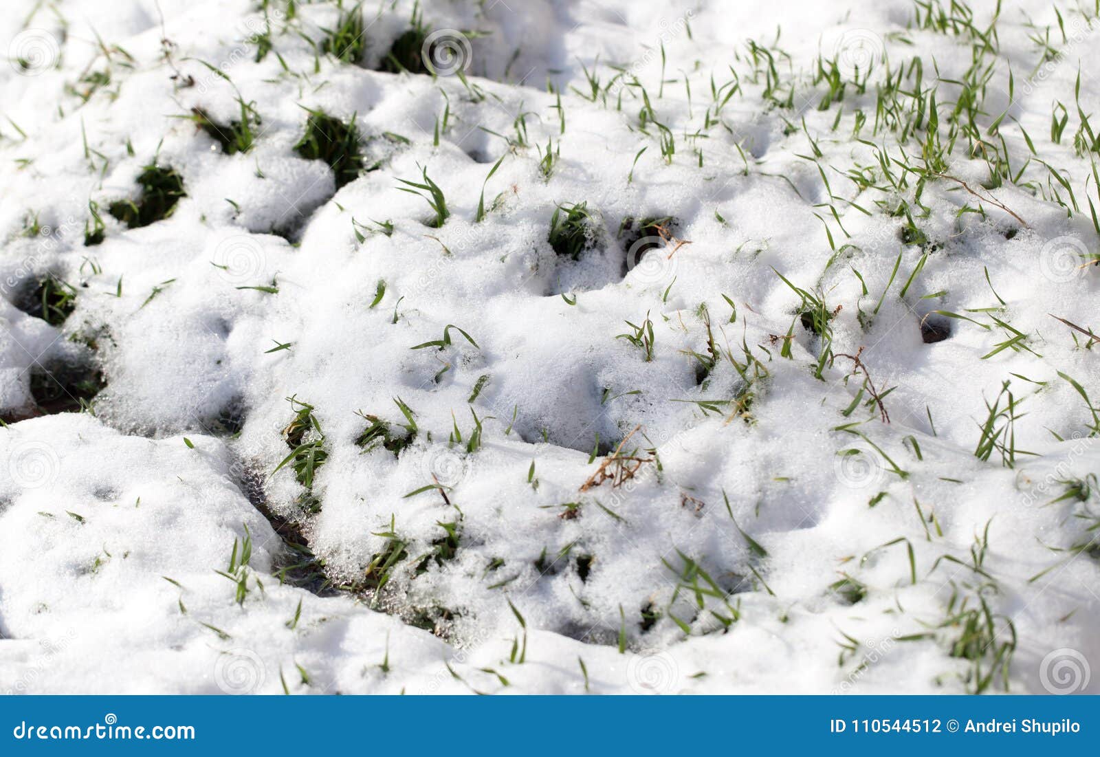 Green Grass in the Snow on the Nature Stock Photo - Image of white ...