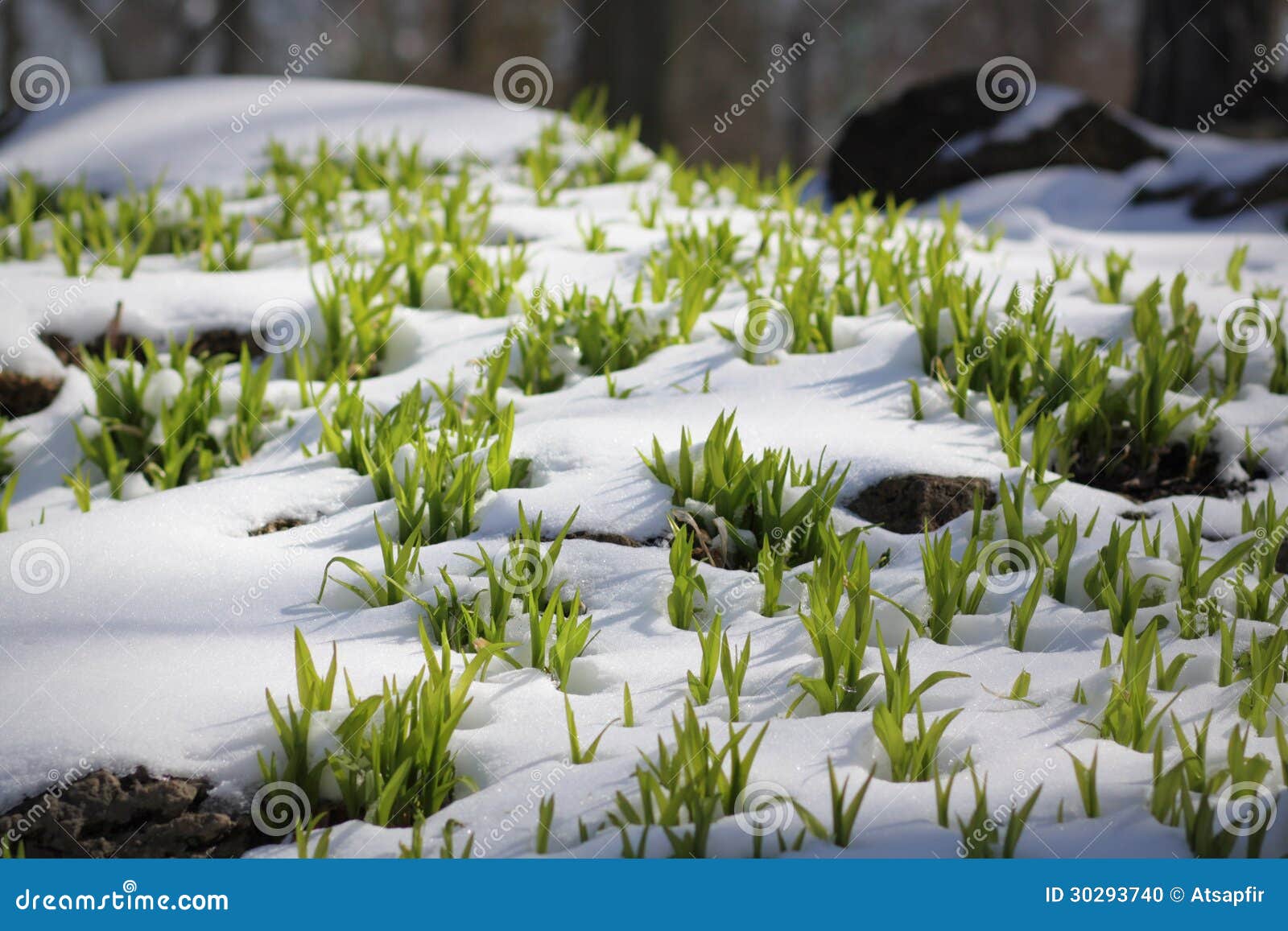 Grass in the snow stock photo. Image of spring, flower - 30293740