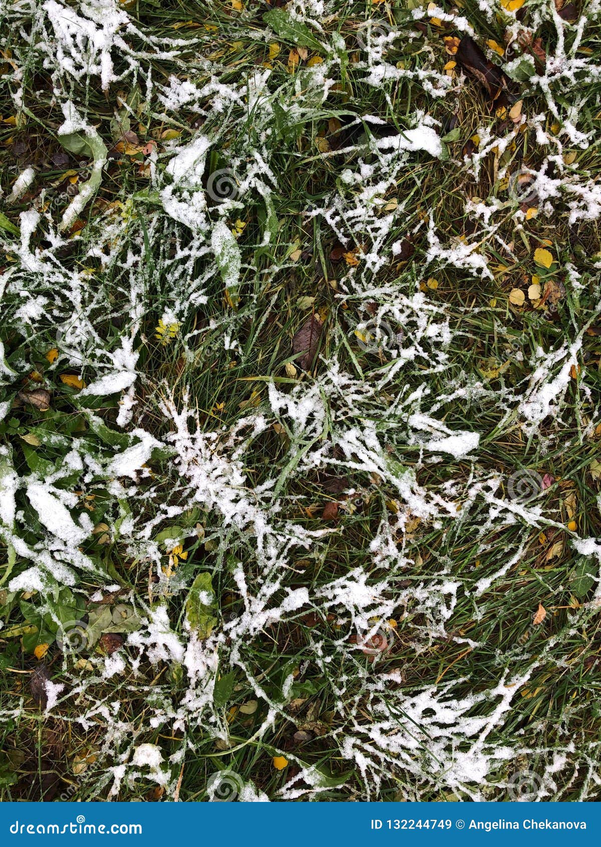 Green Grass and Snow in Winter View Stock Image - Image of beautiful ...