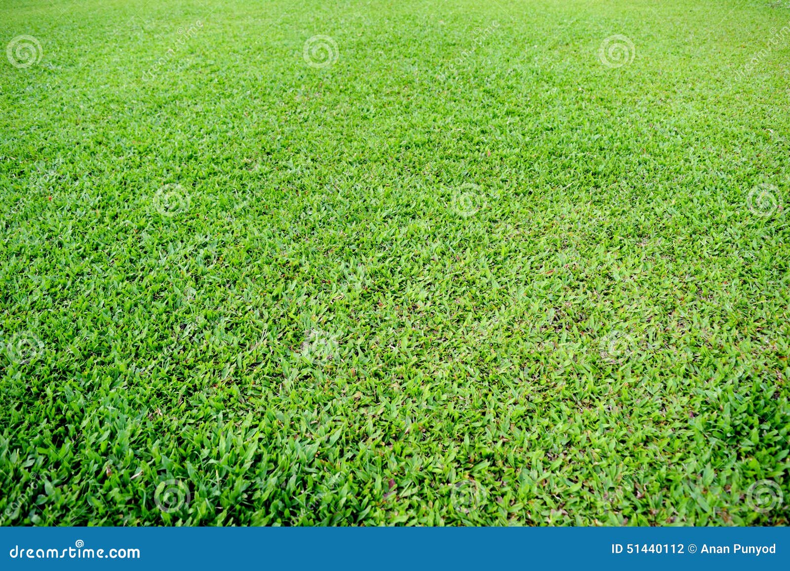 Green grass soccer pitch stock photo. Image of dark, lights - 51440112