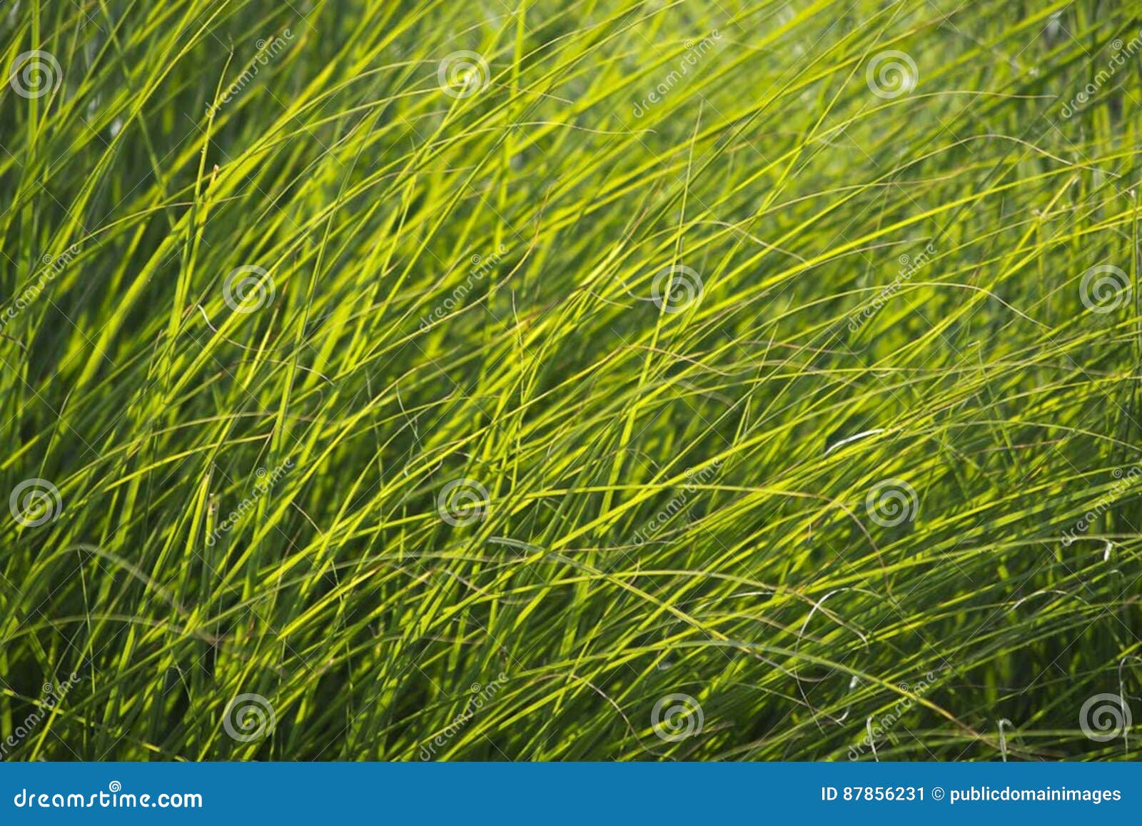 Green Grass In Soft Light Picture. Image: 87856231