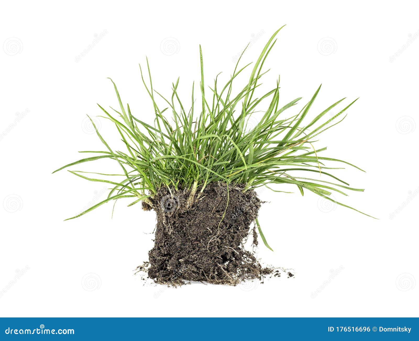 Green Grass, Soil and Grass Isolated on White Background Stock Photo ...