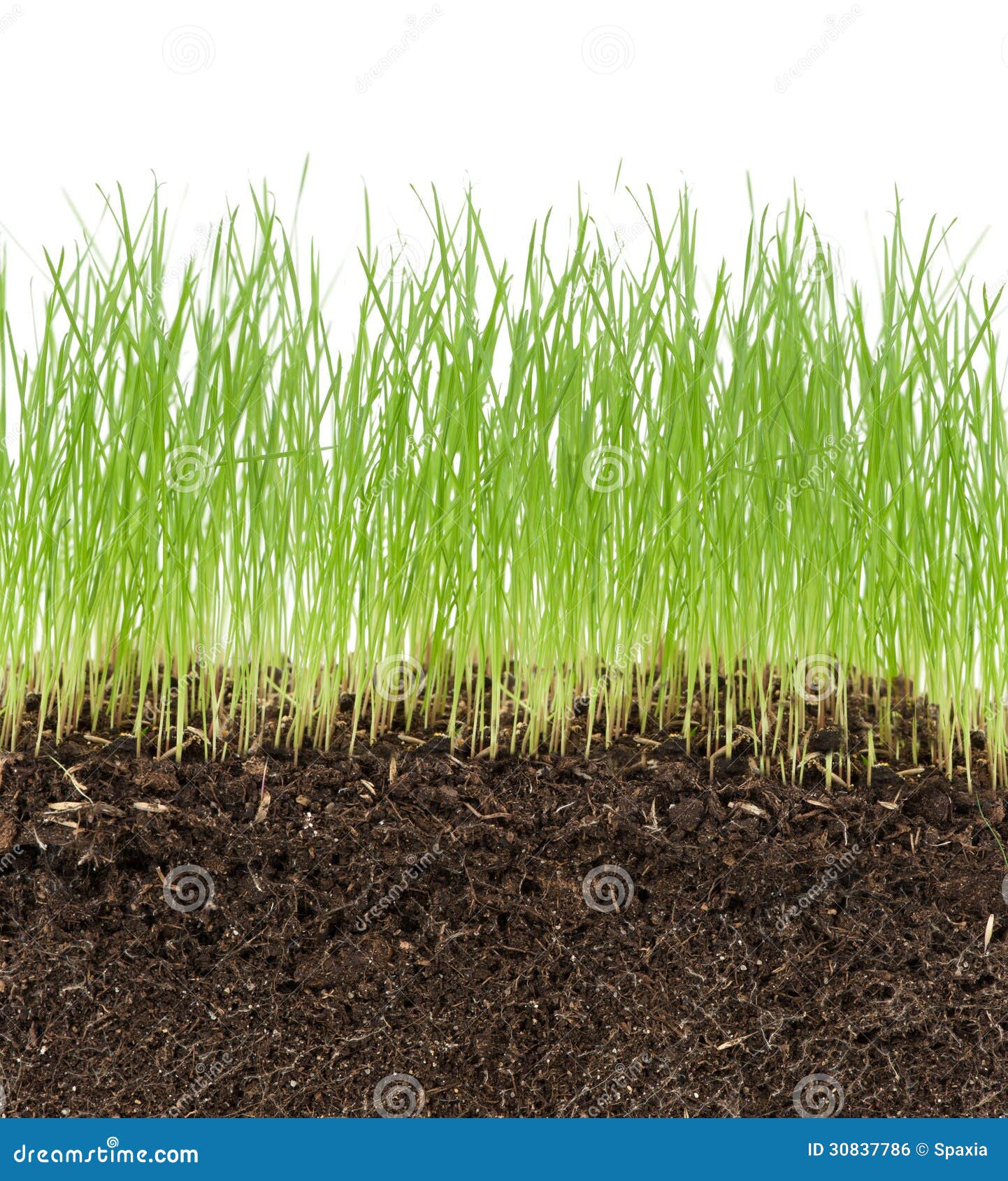 Green grass in soil stock photo. Image of summer, horizontal - 30837786