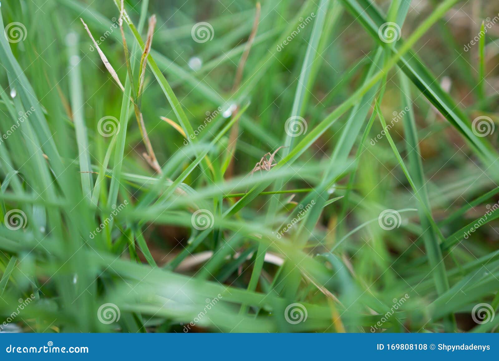 Green Grass with a Spider. Close-up Stock Photo - Image of design ...
