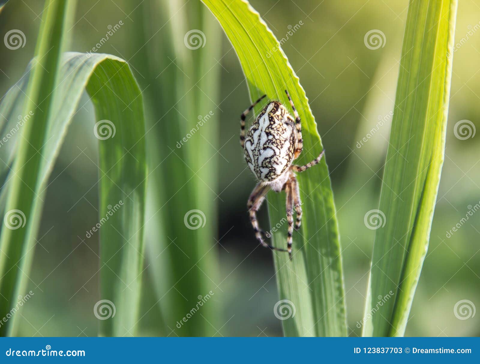On a Green Grass Spider Creeps White in the Rays of Sunlight Stock ...