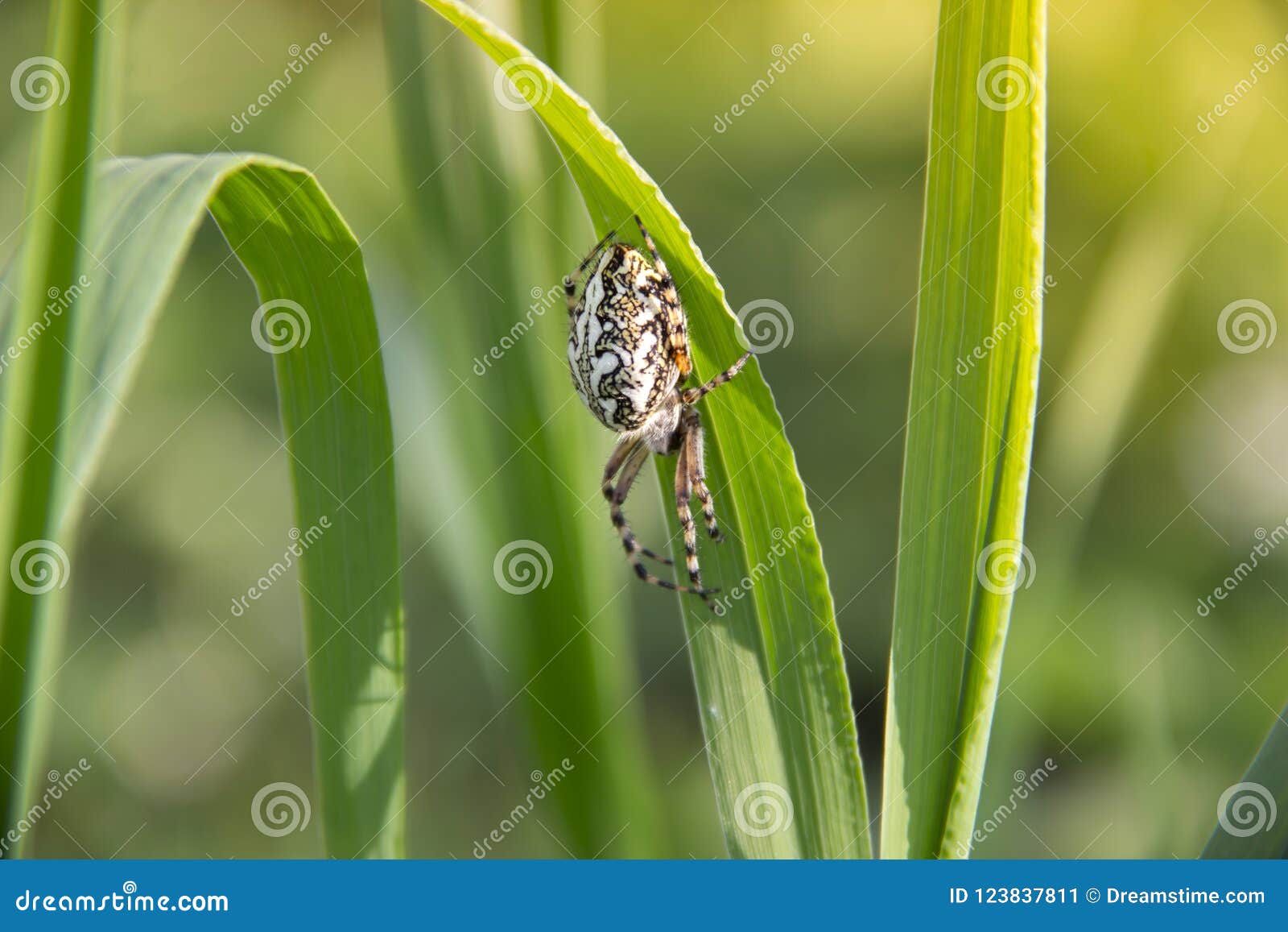 On a Green Grass Spider Creeps White in the Rays of Sunlight Stock ...