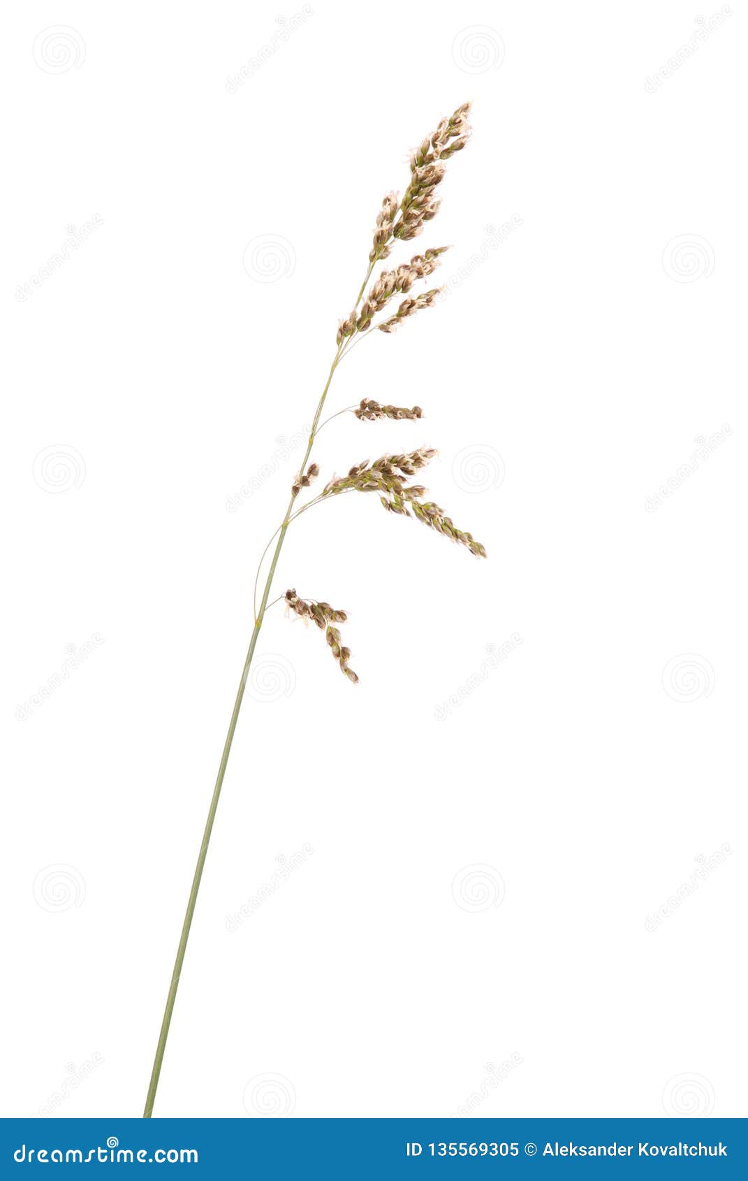Dry Spikelet Weed Plants Illuminated By The Sun Against The Dark ...