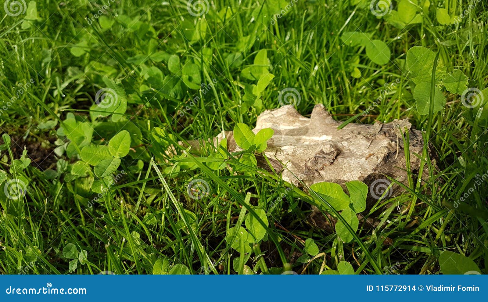 Green grass. stock photo. Image of large, young, flower - 115772914
