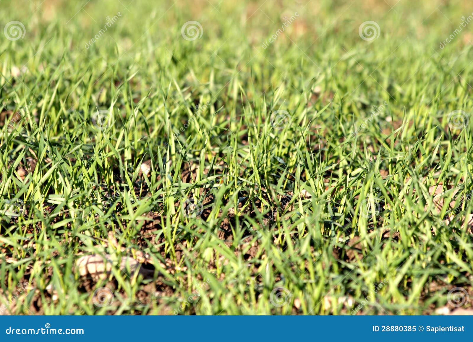 Green grass in spring stock image. Image of agriculture - 28880385