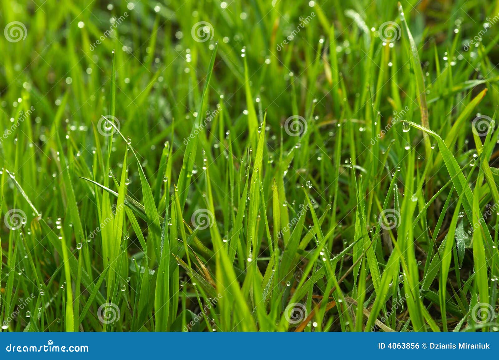 Green grass spring stock photo. Image of agriculture, scene - 4063856