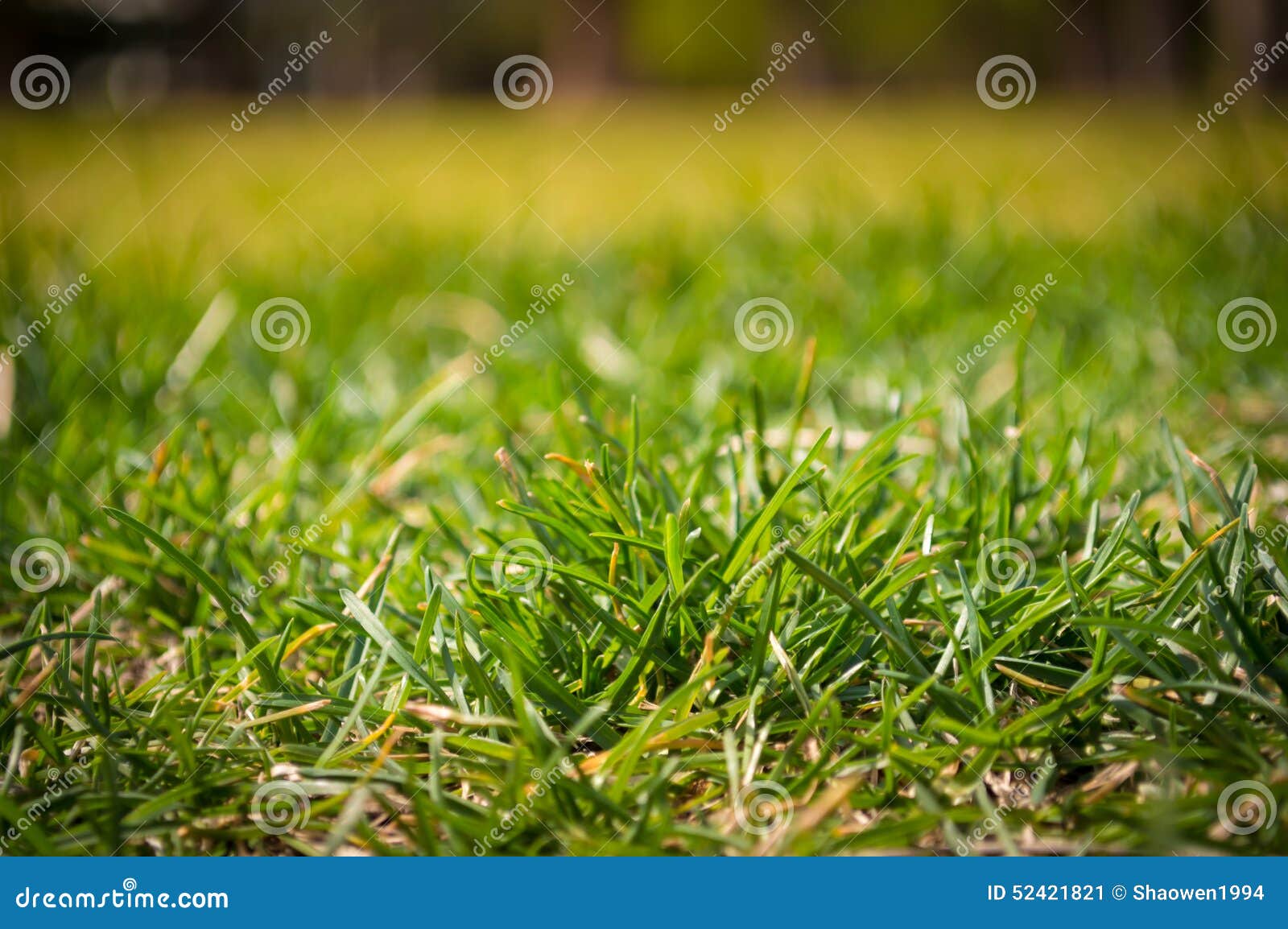 Green grass in spring stock image. Image of stalks, field - 52421821