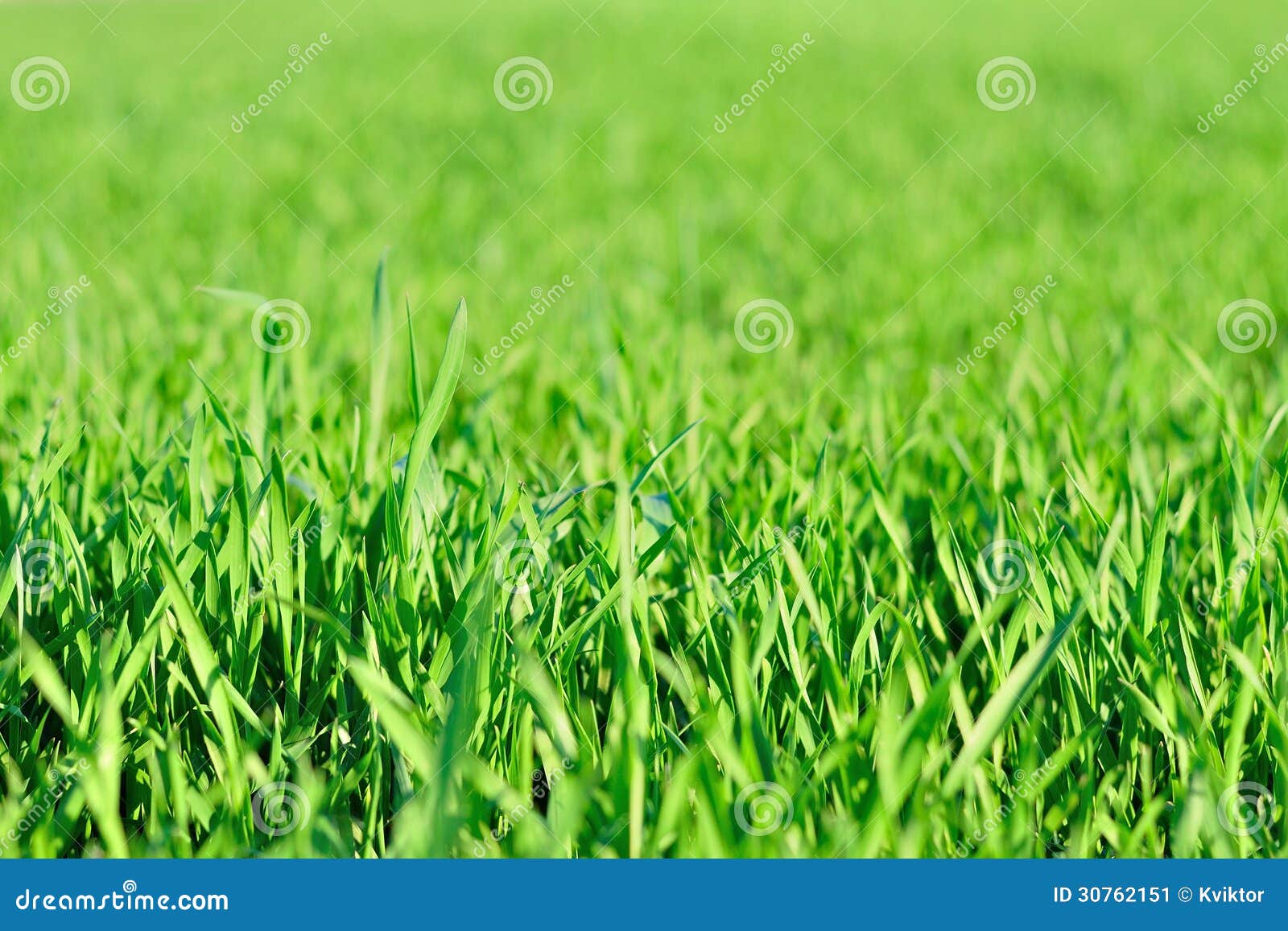 Green grass in spring stock image. Image of field, freshness - 30762151