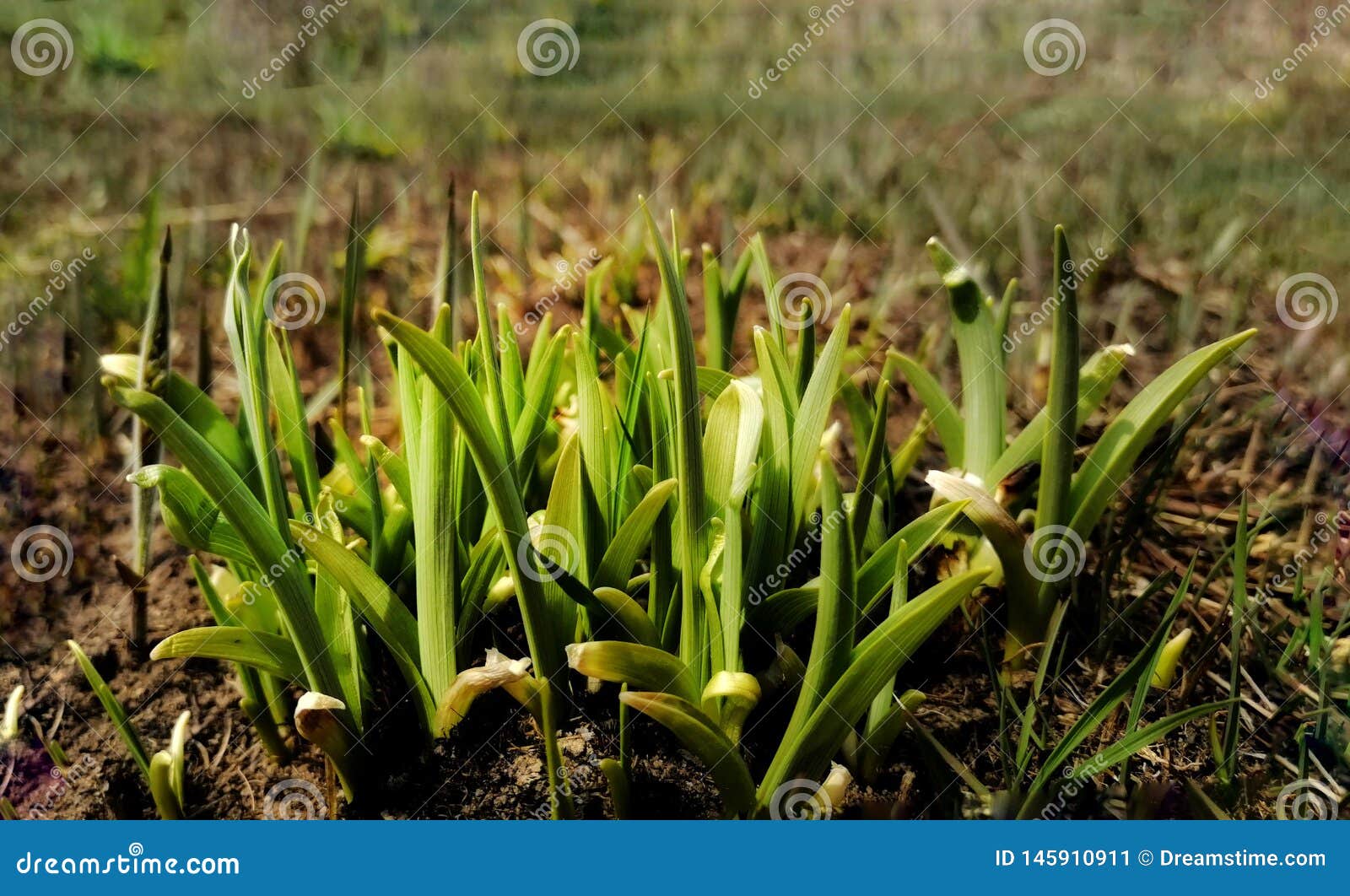 Green Grass in spring stock image. Image of spring, green - 145910911