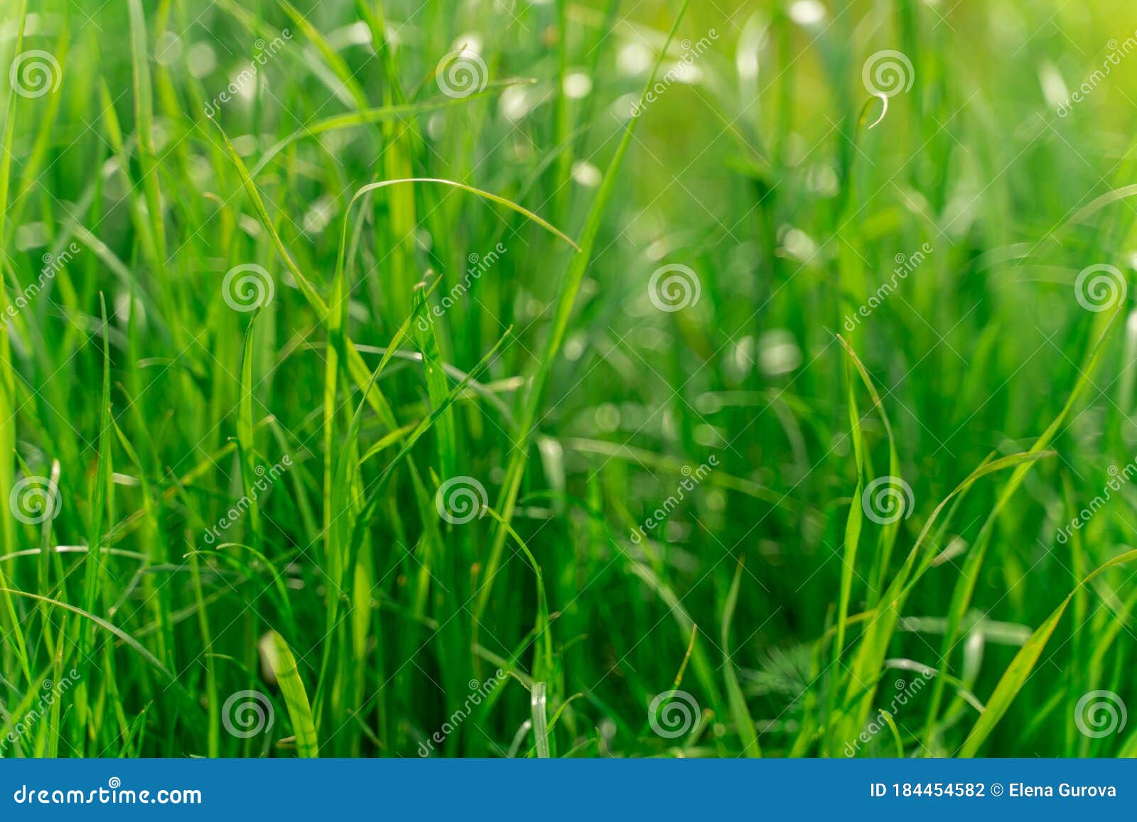 Green grass in spring stock photo. Image of green, field - 184454582