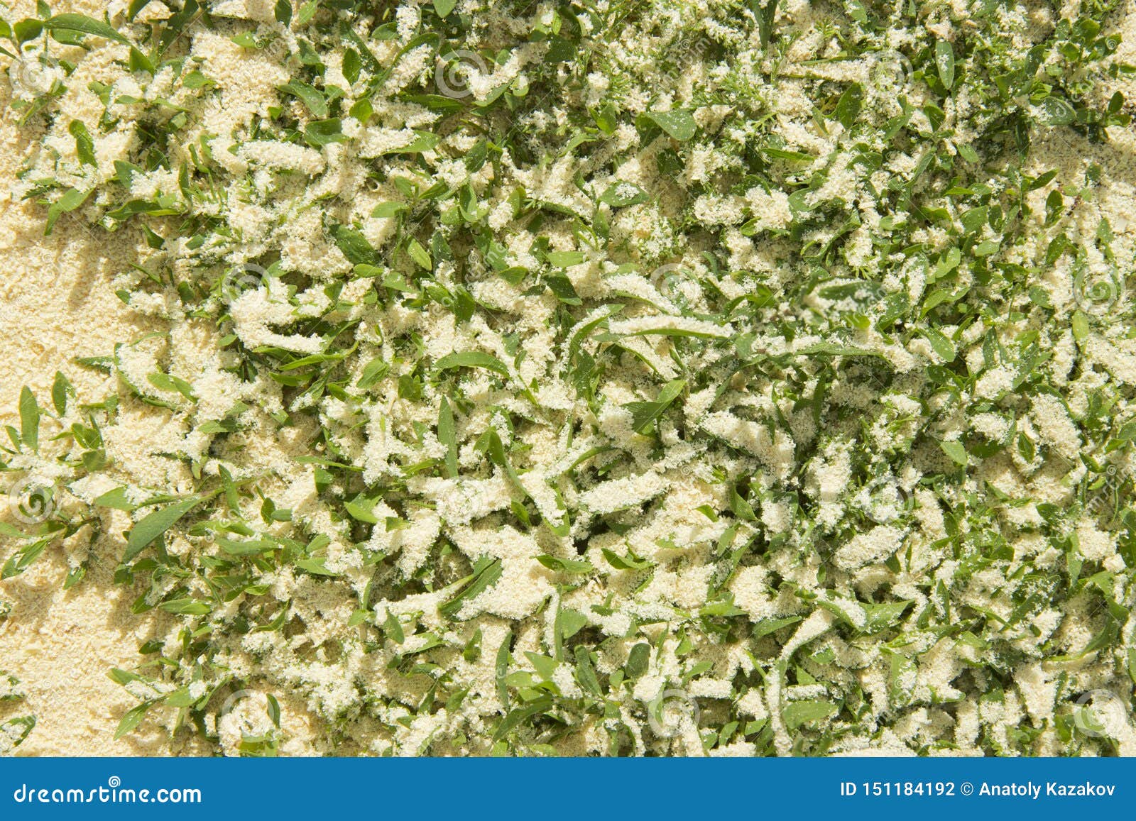 Green Grass Sprinkled with Sawdust Stock Photo - Image of heap, objects ...