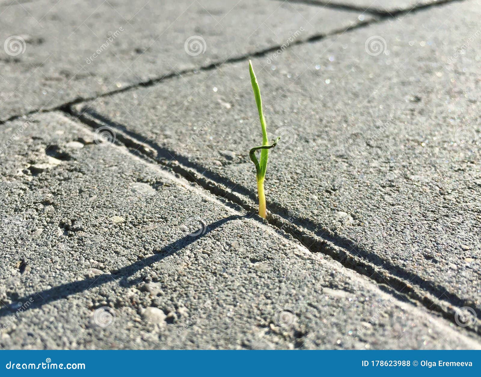 Green Grass Sprout Grows through Concrete Asphalt Stock Photo - Image ...