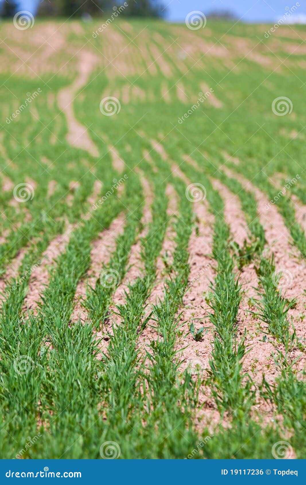 Green Grass Sprout Rows Field Stock Photo - Image of season, plant ...